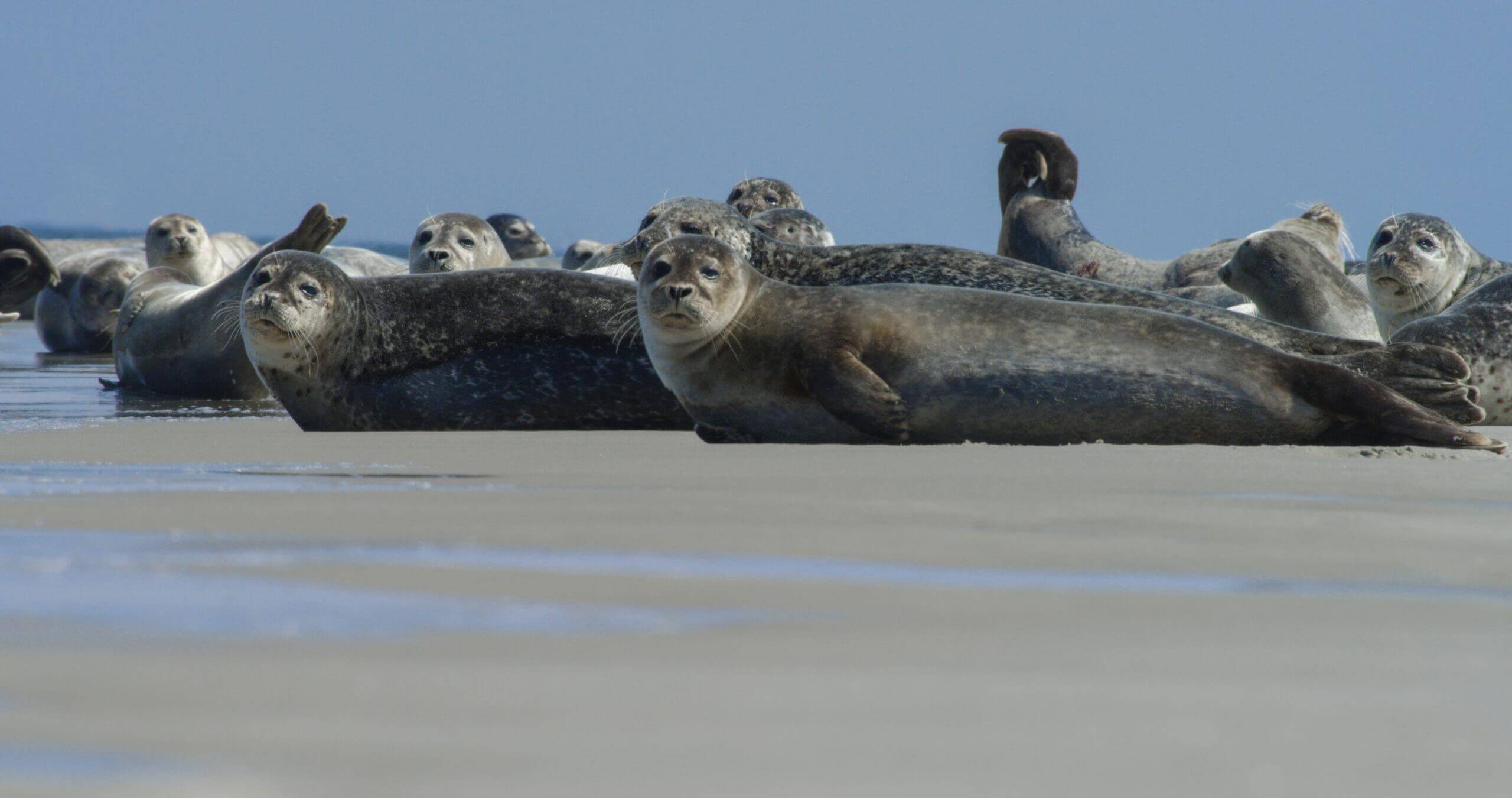 The best Seal Tour on Texel - Seals Texel