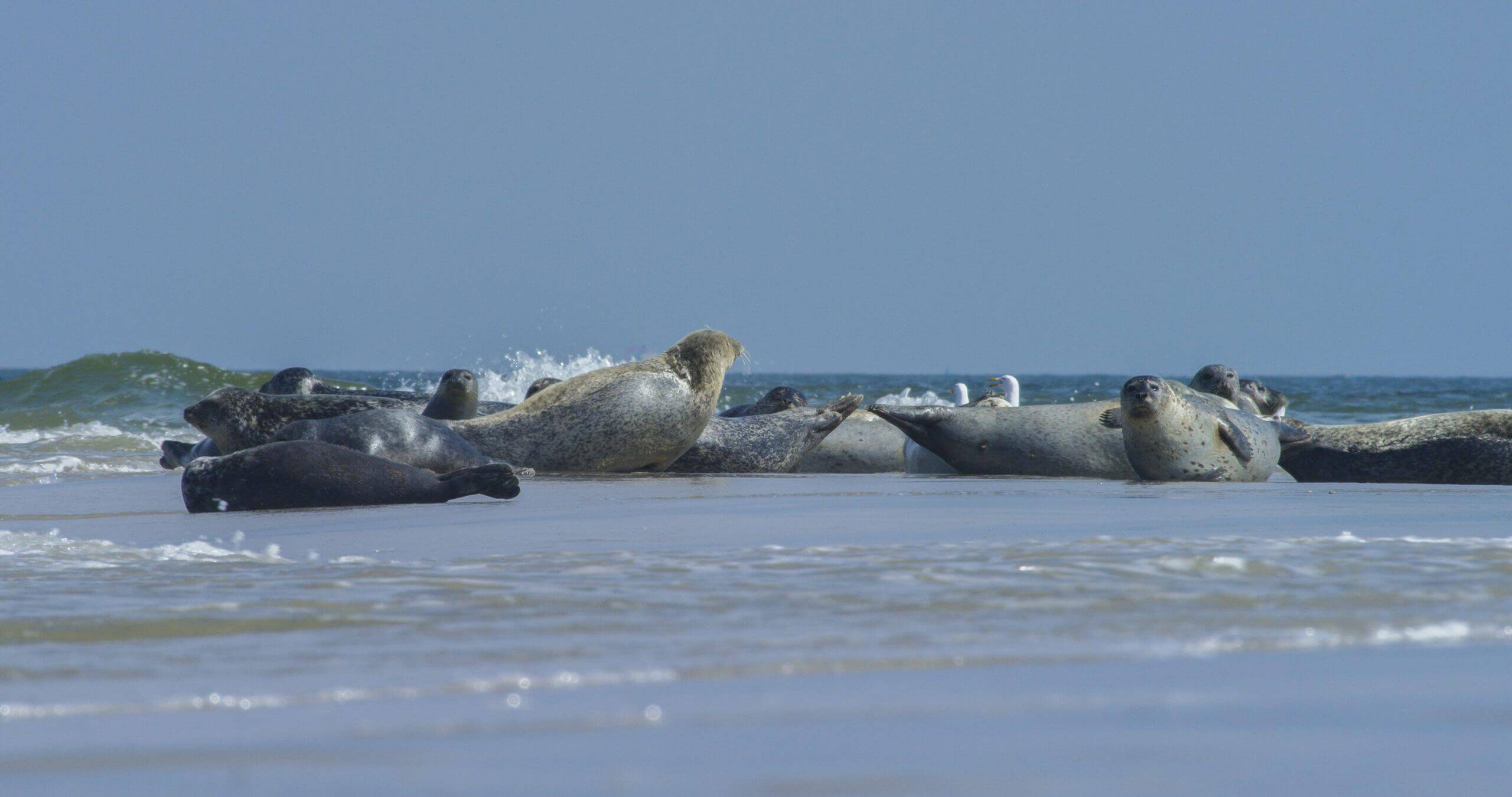 The best Seal Tour on Texel - Seals Texel