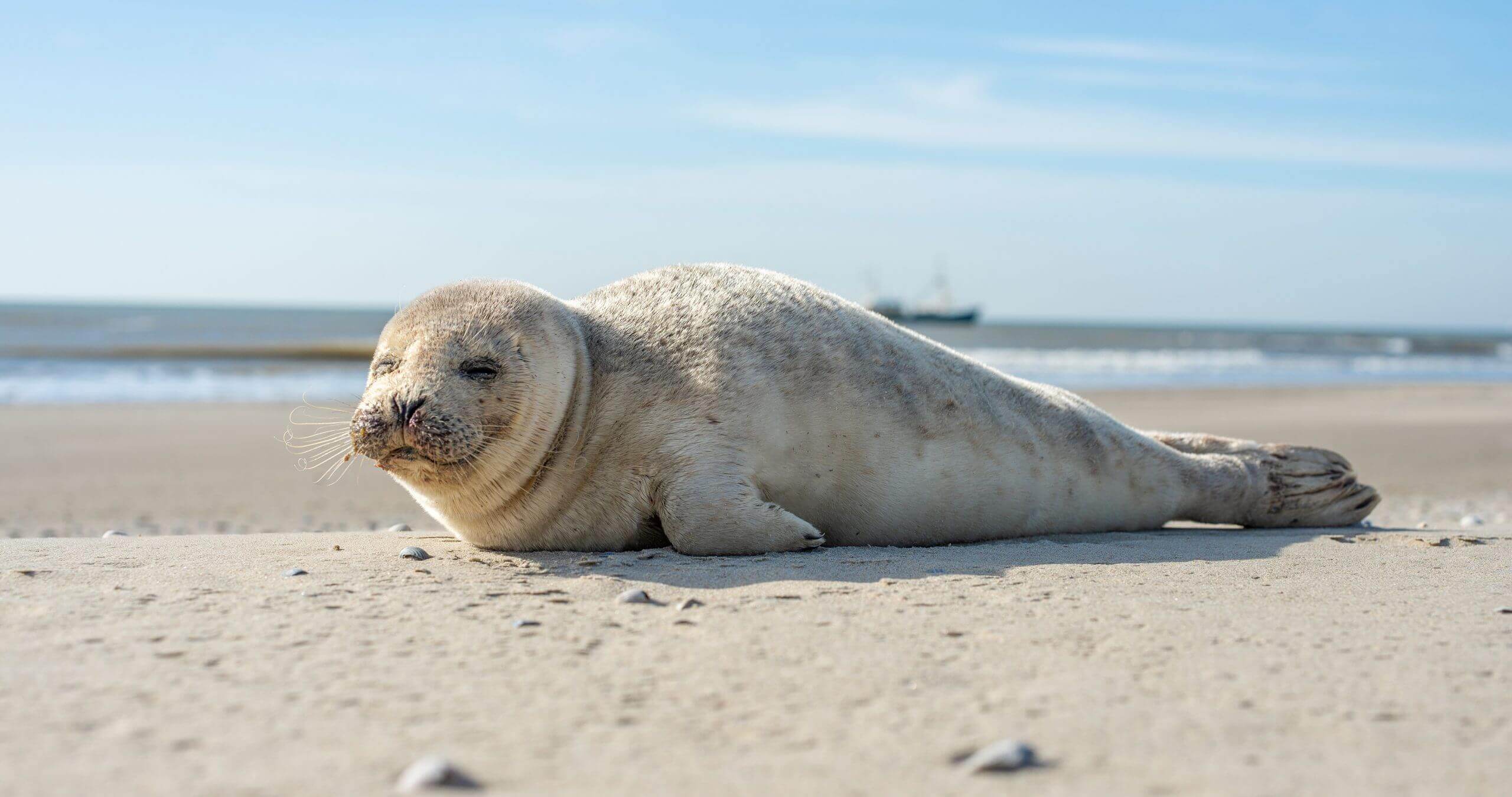 The best Seal Tour on Texel - Seals Texel